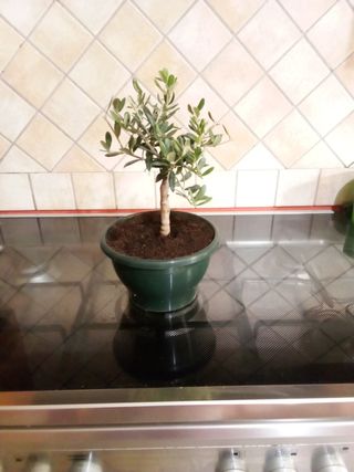 Bonsai di ulivo