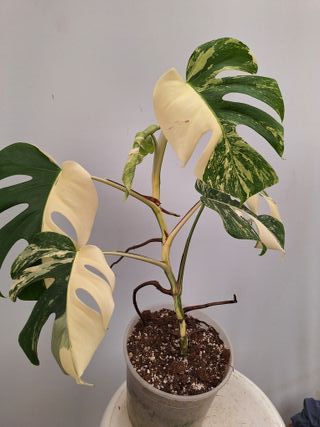 Monstera deliciosa Albo HALF MOON UNIQUE 30.9.4