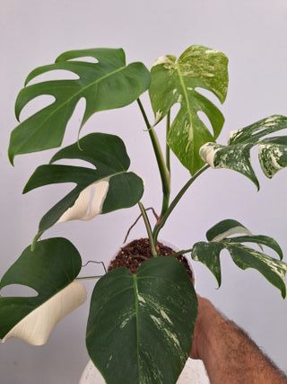 Monstera deliciosa Albo Variegata UNIQUE 30.9.7