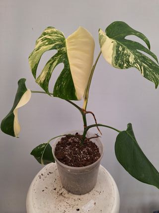 Monstera Variegata HALF MOON EXACT PLANT 30.9.9