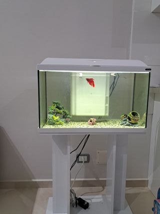 Acquario