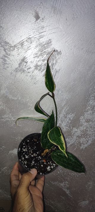 Hoya Latifolia variegata, talea radicata