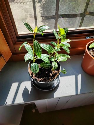 Pianta di alluminio pianta da interno