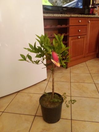Bonsai di limone