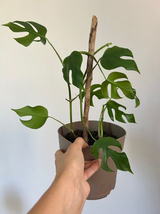 Monstera Minima