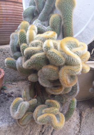 HILDEWINTEA AUR. CREST.-Pianta grassa