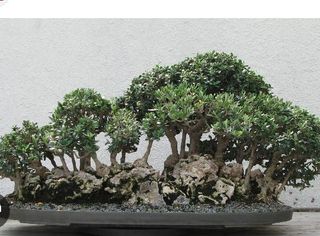 Boschetto di bonsai di ulivo
