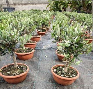 Bonsai ulivo
