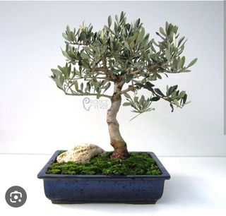 Bonsai ulivo