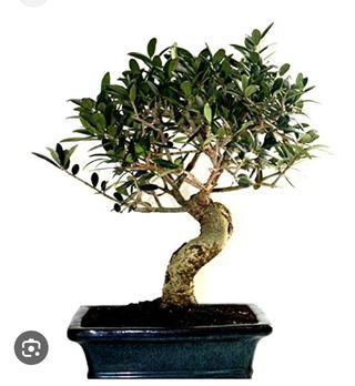 Bonsai ulivo