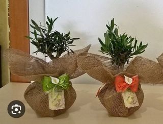 lotto di 2 Ulivo bonsai