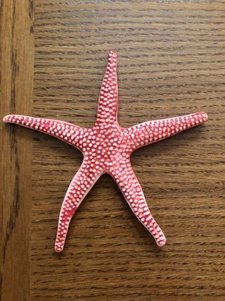 stella marina in ceramica