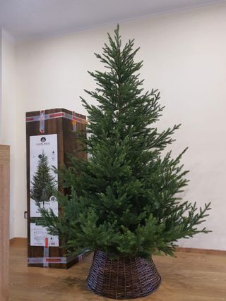 albero di natale norway spruce Everlands