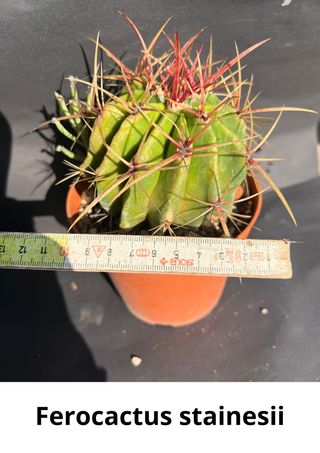 🌵🌼🌵 pianta grassa 🌼 Ferocactus stainesii