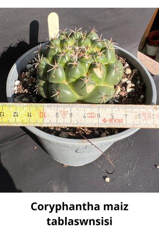 🌵🌼🌵pianta grassa 🌼Coryphantha maiz tablaswnsis