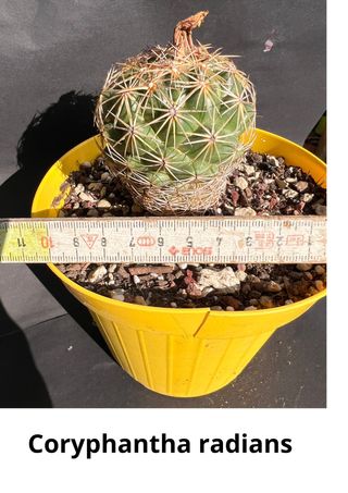 🌵🌼🌵pianta grassa 🌼Coryphantha radians
