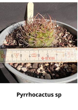 🌵🌼🌵pianta grassa 🌵Pyrrhocactus sp