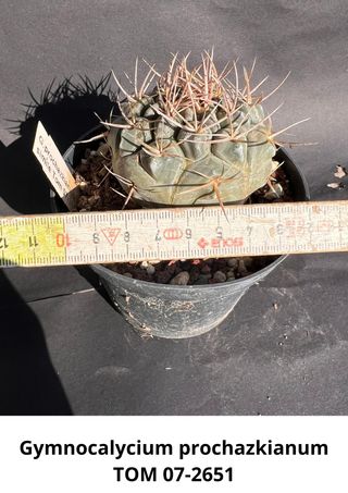 🌵🌼🌵pianta grassa🌼Gymnocalycium prochazkianum