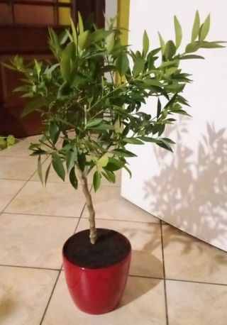 Bonsai di Lemonkuquat