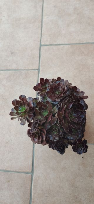 Aeonium