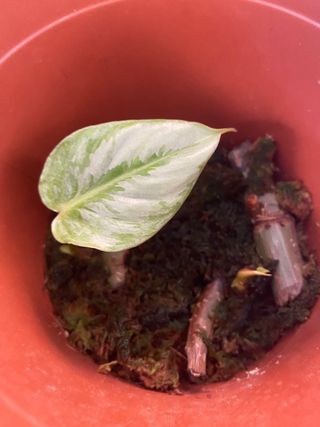 Sodiroi Philodendron #2 Pianta Rara