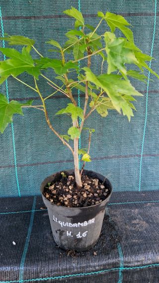 pianta prebonsai di Liquidambar