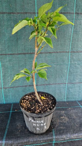 Pianta prebonsai di Prunus Mume Rosea Plena