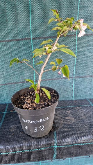 Ciliegio da fiore Giapponese ( Prunus Autumnalis )