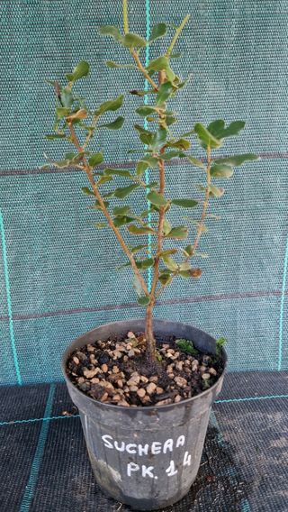 Prebonsai di Sughera ( Quercus suber )