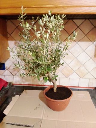 Bonsai ulivo particolare