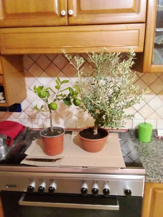 Lotto di bonsai di ulivo e limone