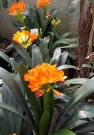Fiori arancioni clivia,pianta singola