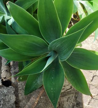 Agave attenuata  pianta grassa