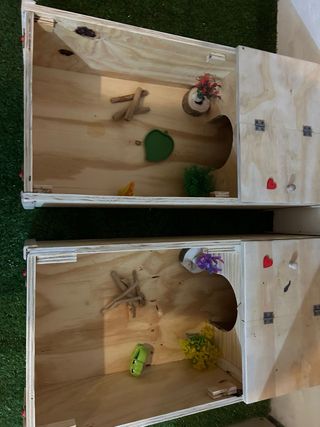 terrario tartarughe ricci