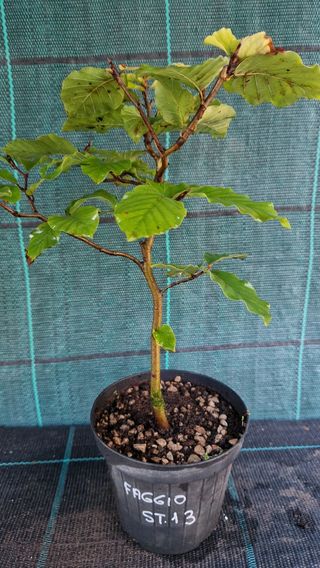 Pianta prebonsai di Faggio ( Fagus Sylvatica )