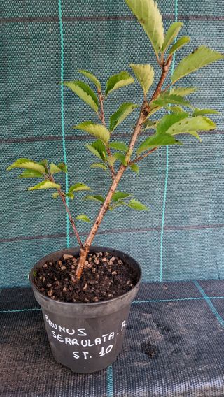 Pianta Prebonsai di Prunus serrulata Rebecca