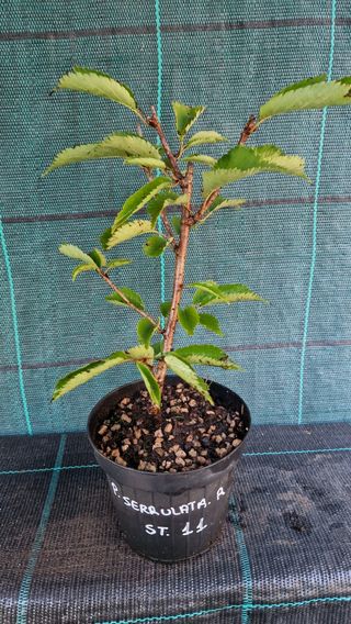 Pianta Prebonsai di Prunus serrulata Rebecca