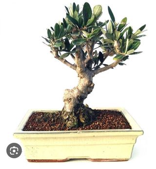 Bonsai di ulivo
