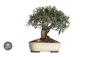 Bonsai di ulivo