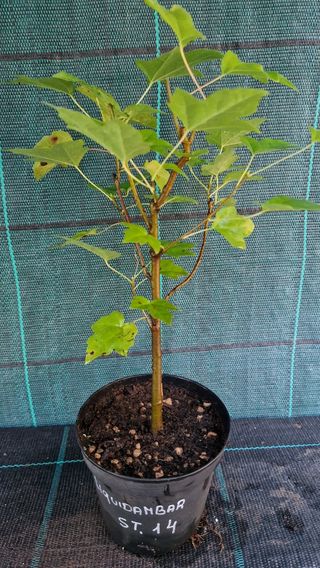 pianta prebonsai di Liquidambar