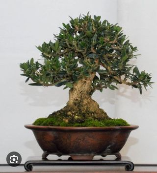 Bonsai di ulivo
