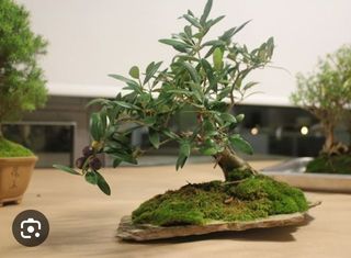 Stupendo bonsai di ulivo