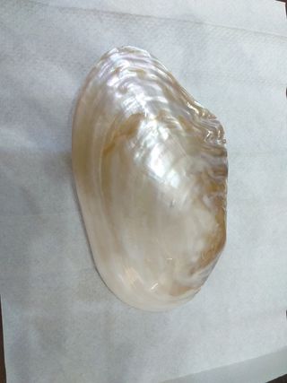 Conchiglia