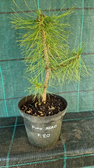 pianta prebonsai di Pino Nero