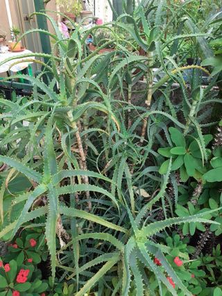 Piante in vaso Aloe - Spina di Cristo etc