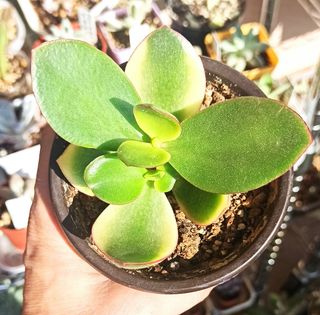 crassula ovata variegata