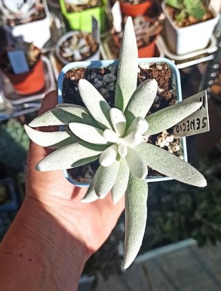 senecio haworthii mont blanc,vaso 7 cm