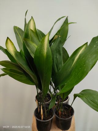 Aspidistra SET 4 Plant different kind Aspidistra