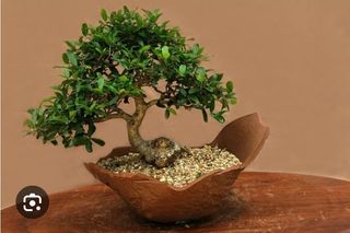 Bonsai di ulivo