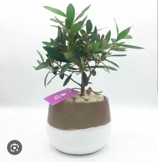 Bonsai di ulivo